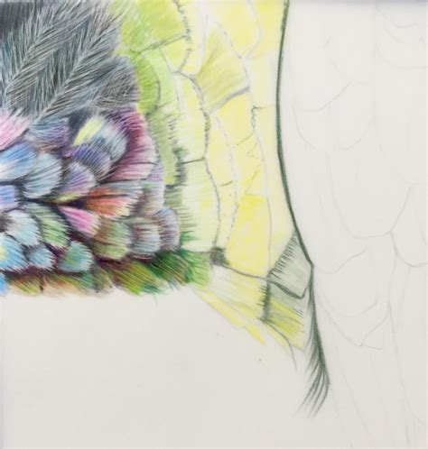 Derwent Chromaflow Feathers Tutorial Bromleys Art Supplies