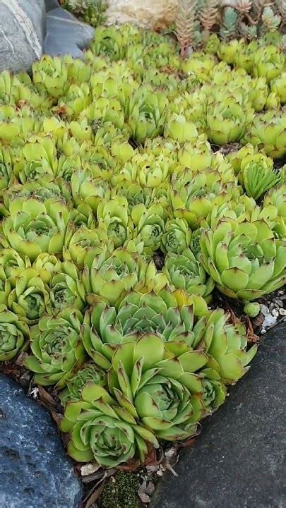 거미줄바위솔능견바위솔제천바위솔반려식물나훈아공 Youtube