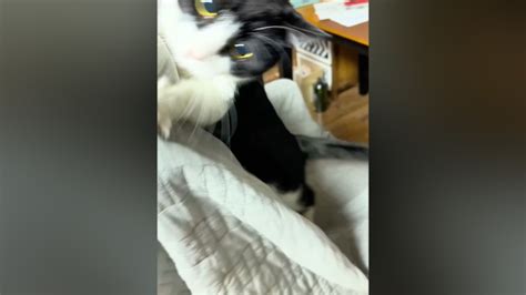 숨바꼭질 좋아하는 고양이를 놀아주는 법 네이버 Tv