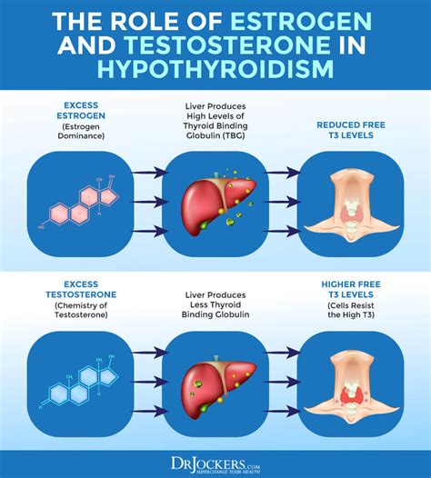 Spirulina And Thyroid Function At Jeffrey Boutte Blog
