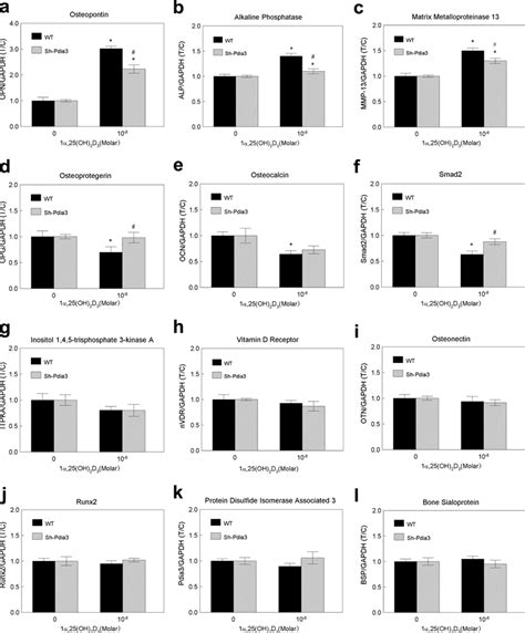 Effect Of 125oh 2 D 3 On Gene Transcription In Wild Type And