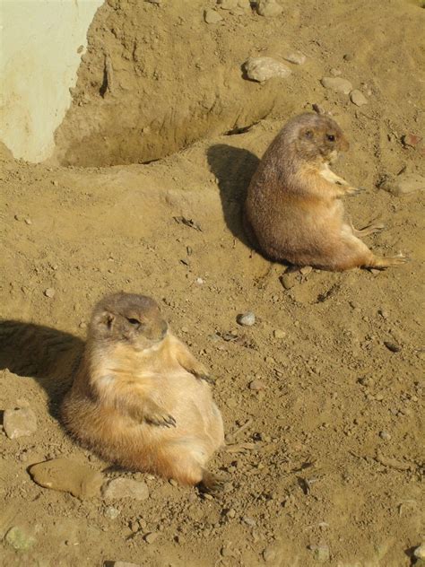 catching rays is hard work Free Photo Download | FreeImages