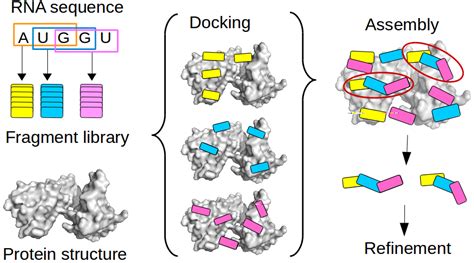 Flexible Docking Of Biological Macromolecules Theoretische Biophysik
