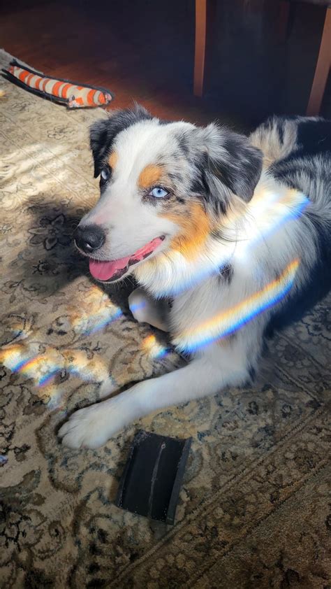 beautiful Skye! : r/miniaussie