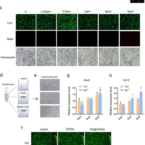 Biological Assessment In Vitro A Schematic Illustration Showing Download Scientific Diagram