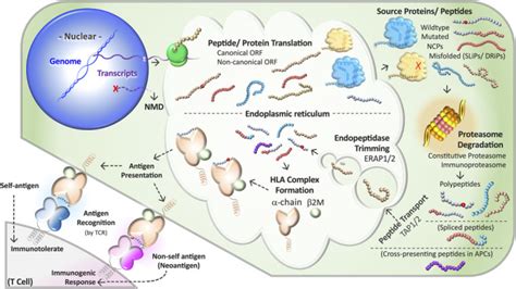 Emerging Potential Of Immunopeptidomics By Mass Spectrometry In Cancer Immunotherapy Pmc