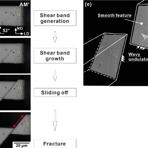 a d optical micrographs showing the shear fracture processes captured