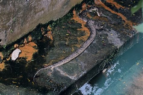 A Dead Long Python With A Crushed Head Lay In A Storm Drain In Asia