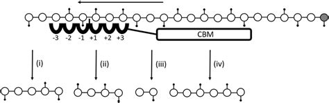 Schematic Picture Illustrating How The Action Of Gh18 Chitinases On