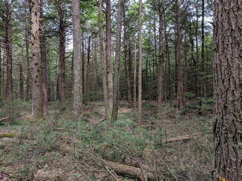 Reconsidering How We Measure Forests With Lidar Methods Blog