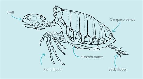 Sea Turtle Skeleton Diagram