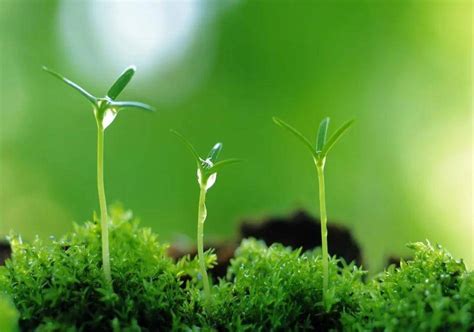 六种生命形态，碳基生命仅排第三，排名第一的硅基生命有多可怕？ 地球 宇宙 原子