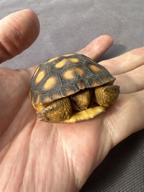 Gopher Tortoise Hatchling I Found R Turtle