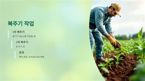 서리태 콩 심는시기 재배방법 수확시기 보관법