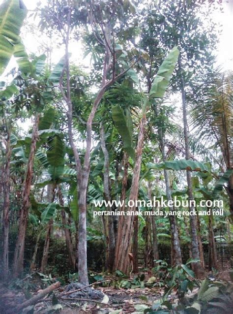 Royal Jungle: Membasmi Ulat Pohon Duku