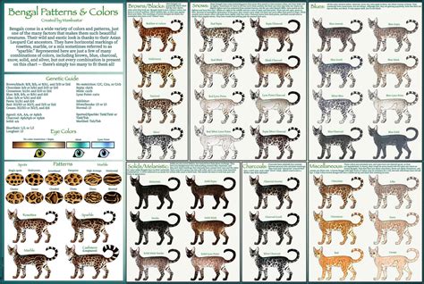 Meet The Bengal Cat — The Leopard Cat Everyone Is Talking About A Z