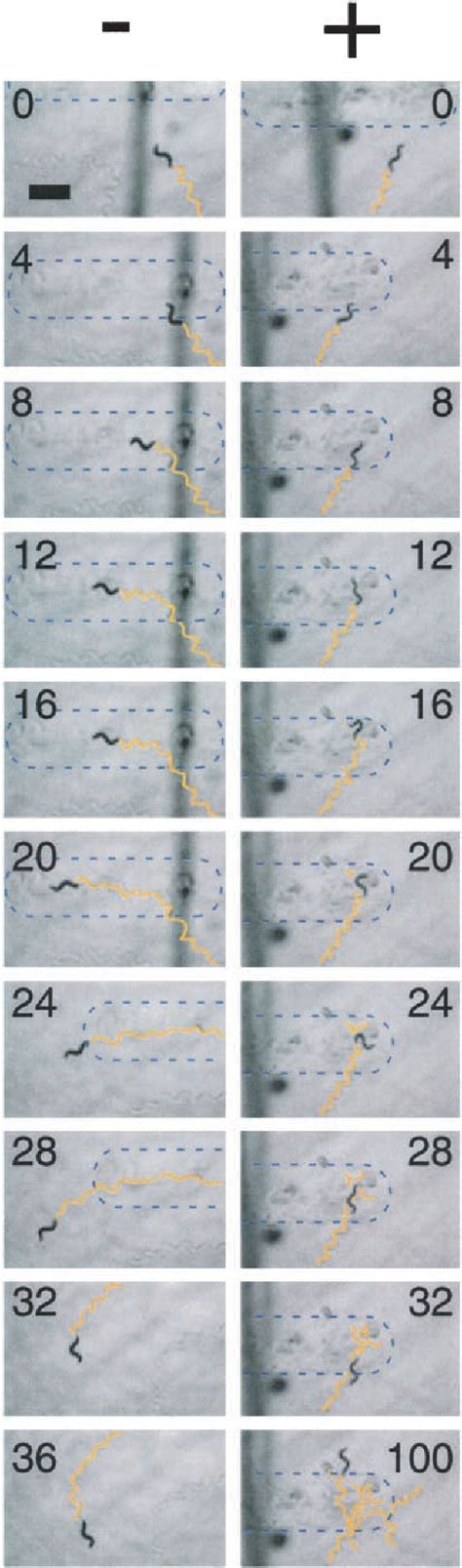 Figure 2 From Evidence Of A Mate Finding Cue In The Hermaphrodite Nematode Caenorhabditis