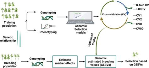 Advances In Multi Trait Genomic Prediction Approaches Classification Comparative Analysis And
