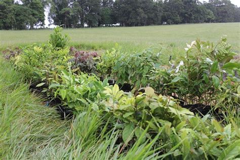Trees Planted As Erosion Control For Creekbanks In Upper Johnstone