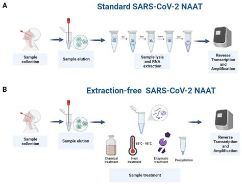 Strategies That Facilitate Extraction Free Sars Cov 2 Nucleic Acid Amplification Tests