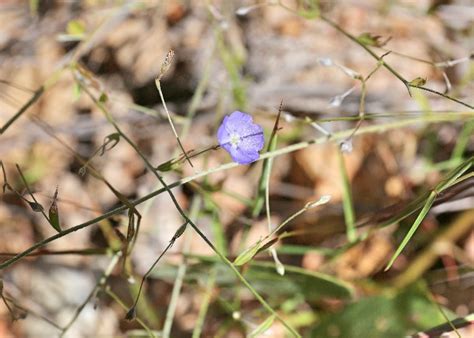 North Queensland Plants Convolvulaceae