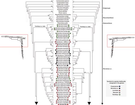 Maximum Likelihood Left And Bayesian Inference Right Trees Of