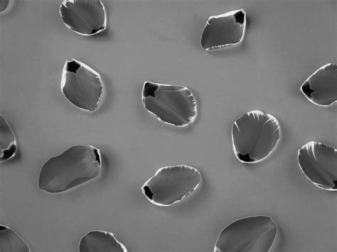 Instrumental Analysis Detectors