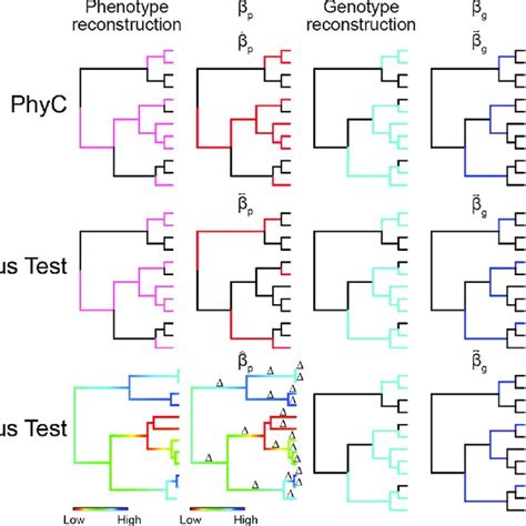 Schematic Of Phyc Synchronous And Continuous Tests For All Binary