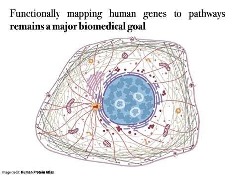 Data Driven Hypothesis Gene Query