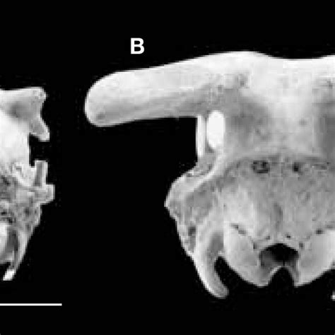 Skull Of A Juvenile Bubalus Mindorensis Mtd B 3089 A In Dorsal View
