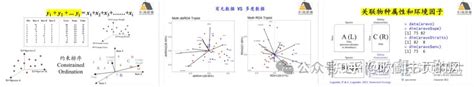 【超详细】r语言生物群落（生态）数据统计分析与绘图实践技术应用，融合r语言基础、tidyverse数据清洗、多元统计分析 知乎