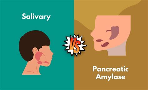 Salivary Vs Pancreatic Amylase Whats The Difference In Tabular Form Points Definitions
