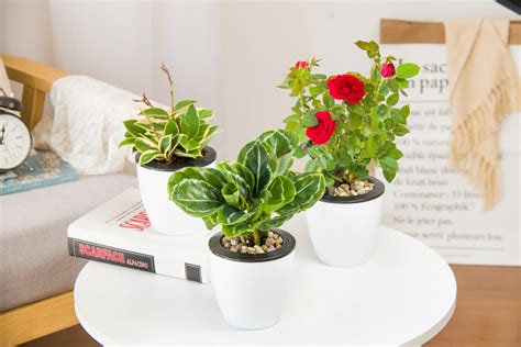무료 이미지 장미 꽃 화분 관엽 식물 식물학 꽃 피는 식물 안 스리 움 조화 표 목초 세라믹 제라늄