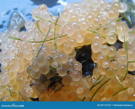 Fish Eggs Female Reproductive Cells Stock Image Image Of Dermal Ichthyology