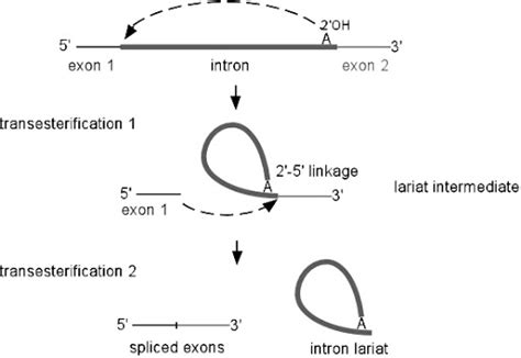 [solved] 8 What Is A Lariat A A Looped Rna Molecule Formed During