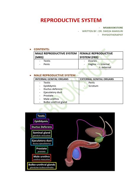 Reproductive System Notes Pdf Pdf