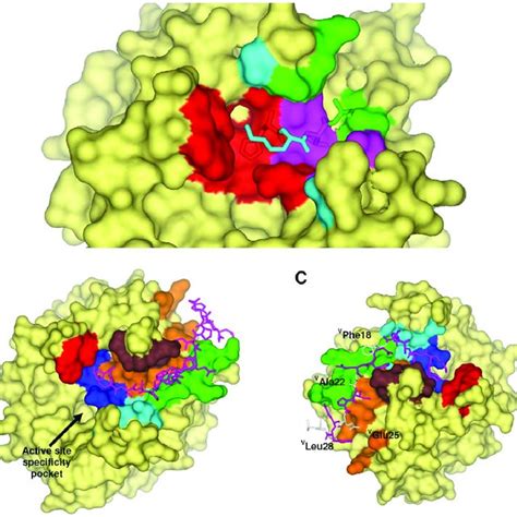 Interactions Between Thrombin And S Variegin A Prime Subsites Download Scientific Diagram