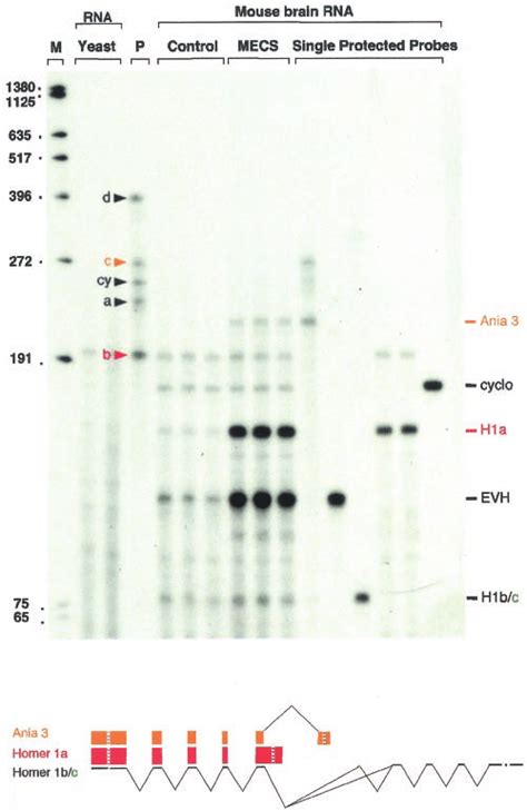 Constitutive And Activity Dependent Homer 1 Gene Transcription Assessed Download Scientific