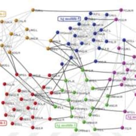 Modular Structure Of Human Brain Source He Et Al 2009 We Know That