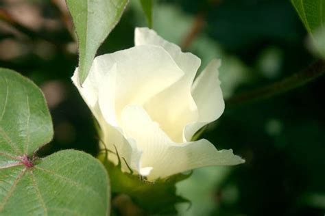 Temik Loss Puts Focus On Resistant Cotton Varieties Farm Progress