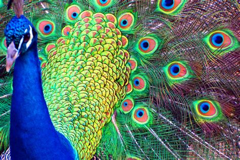 [공작새]공작새의 아름다운 날개 네이버 블로그