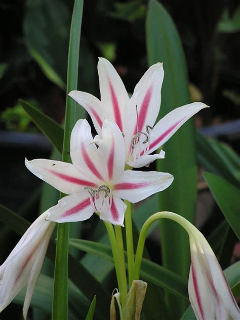 Crinum Lilies Ask The Green Genie