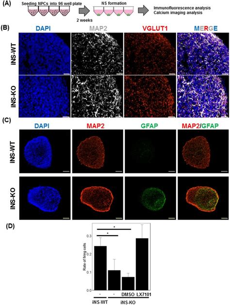 Functional Characterisation Of Neural Spheroids Derived From The Download Scientific Diagram