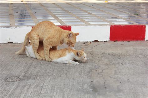 Fascinating Facts About Cats BlindBengal