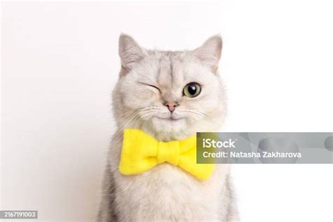 흰색 배경에 윙크하는 노란색 나비 넥타이를 입은 고양이 애완고양이에 대한 스톡 사진 및 기타 이미지 애완고양이 유머 흰색 배경 Istock