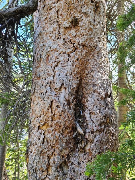 How To Prevent Tree Borer Damage Stewart S Tree Service