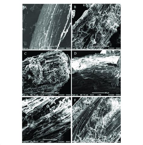 Scanning Electron Micrograph Sem Analysis Of A Raw Soybean Straw
