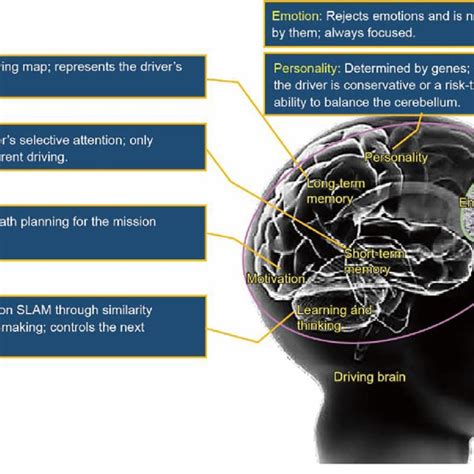 Correspondence Between The Human Brain Functional Areas And The Driving Download Scientific