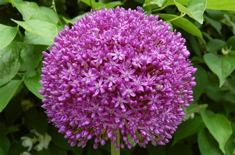 Spring Blooming Bulbs
