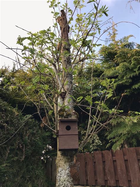 Rowan Tree On Tumblr